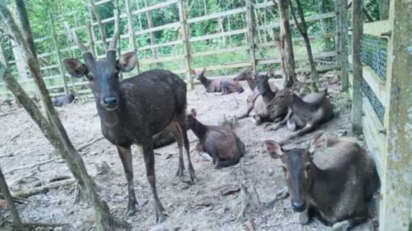 Penangkaran Rusa Jadi Alternatif Wisata, Juga Sebagai Sarana Pendidikan ...